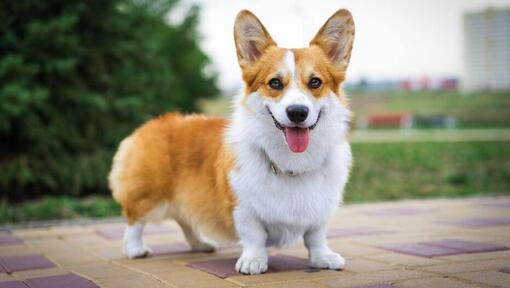 Informace o plemeni welsh corgi pembroke | Purina
